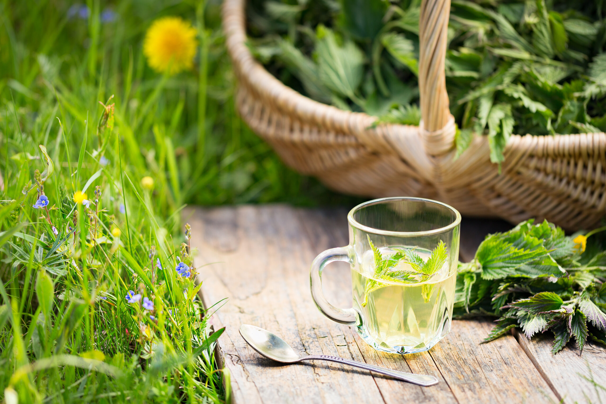 Stinging Nettle: Ancient Plant Offers Modern Health Benefits – [your]NEWS