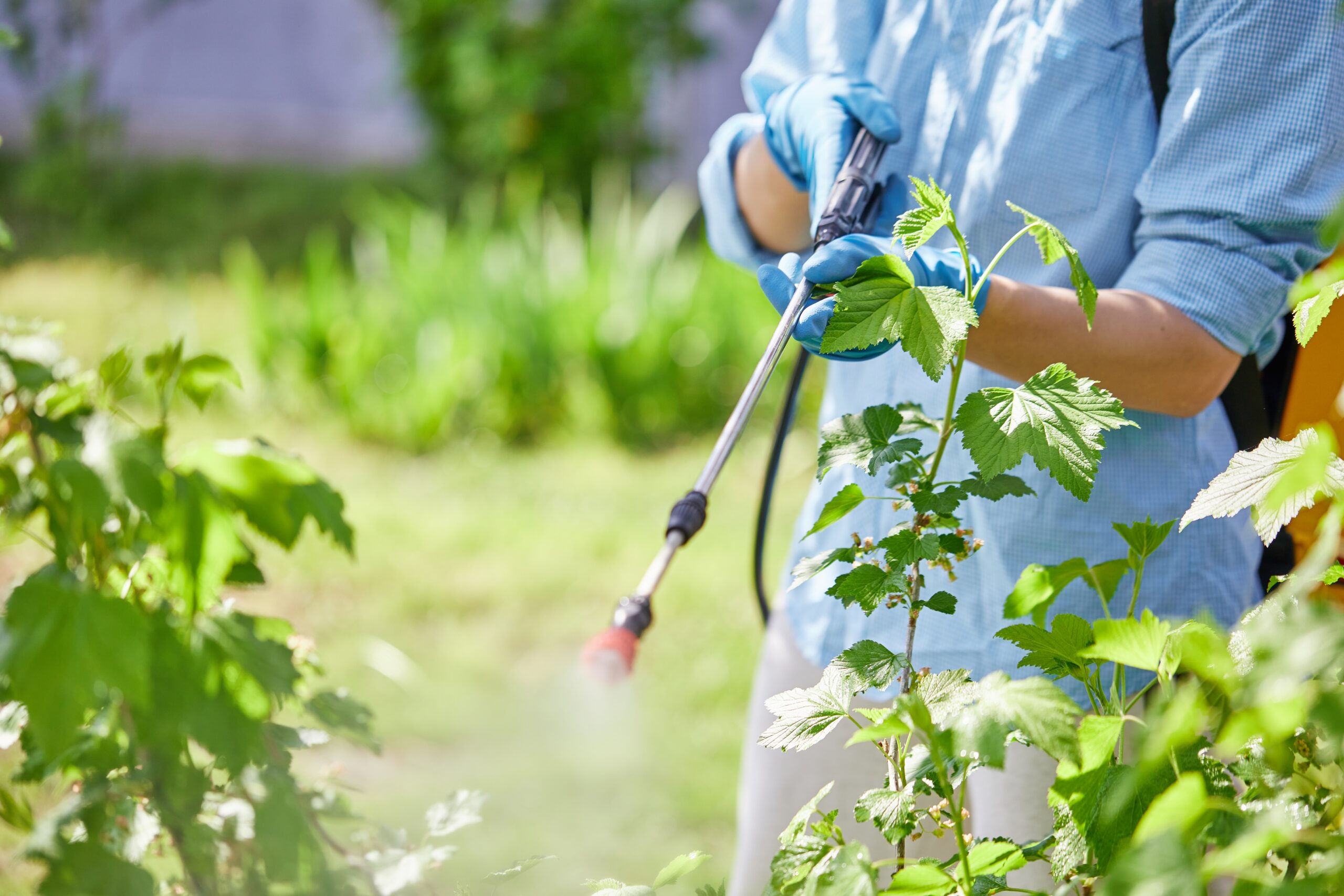 Despite Global Bans, U.S. Still Permits Use of Gut-Damaging Herbicide ...