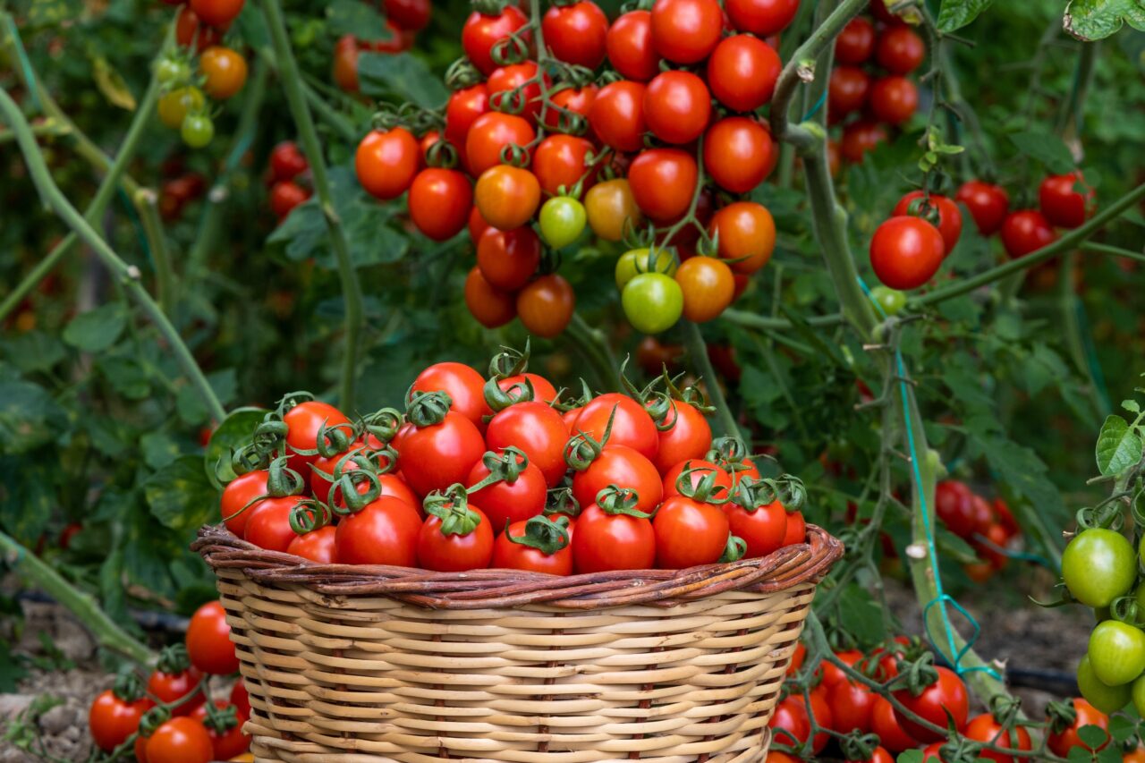 Tomato Prices Surge Across the United States as Inflation and Trade ...