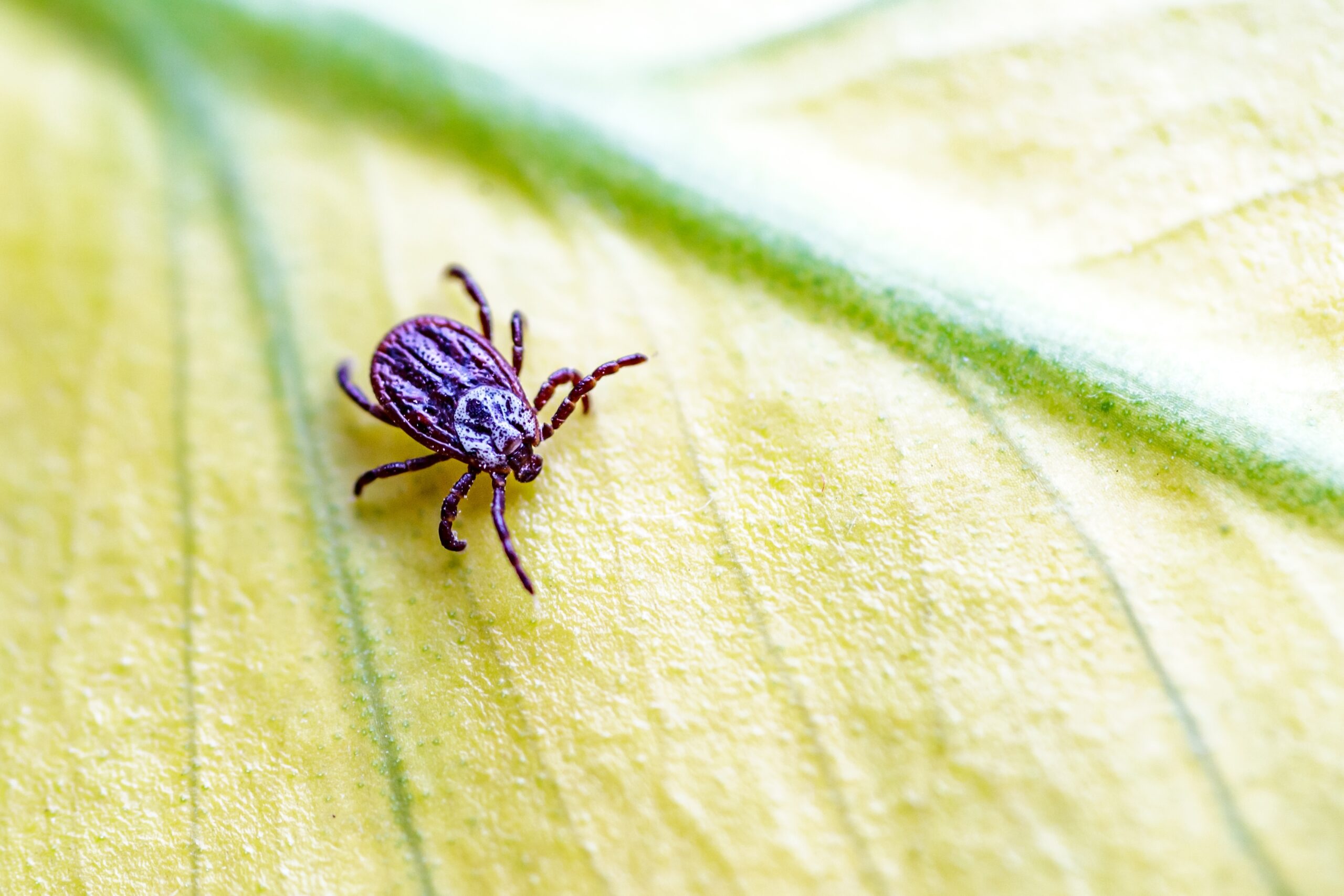 Lyme Disease on the Rise: Early Detection Key to Preventing Long-Term ...