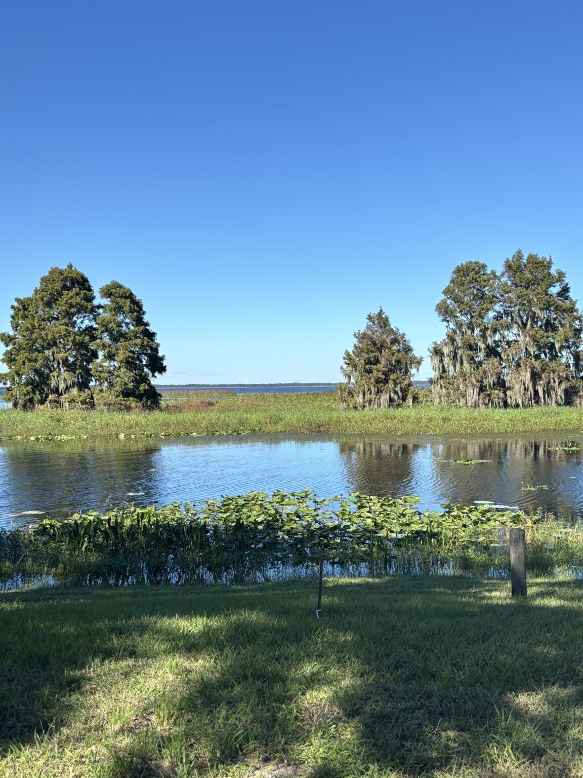 Florida’s Unwelcome Giant: The Burmese Python Invasion – [your]NEWS