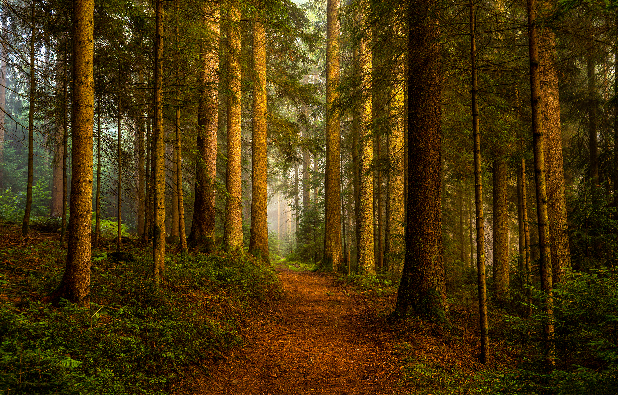 Reviving Pine Pitch: The Forgotten Glue That Built Ships and Still ...