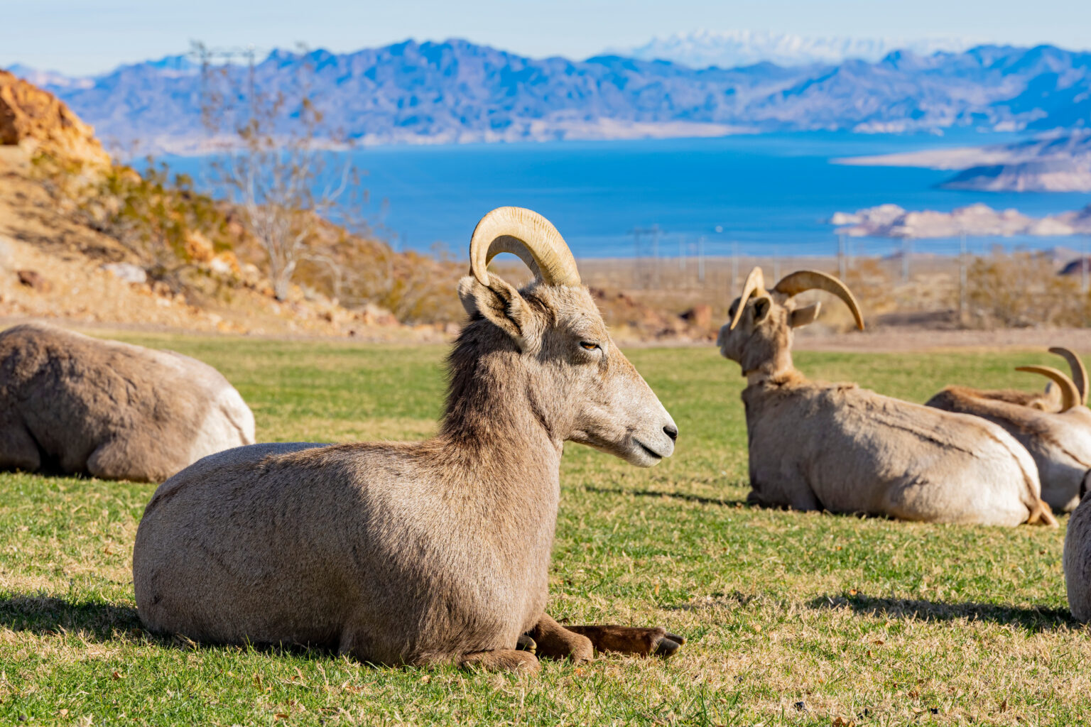 Persistent Pneumonia Continues to Shrink Boulder City’s Bighorn Sheep ...