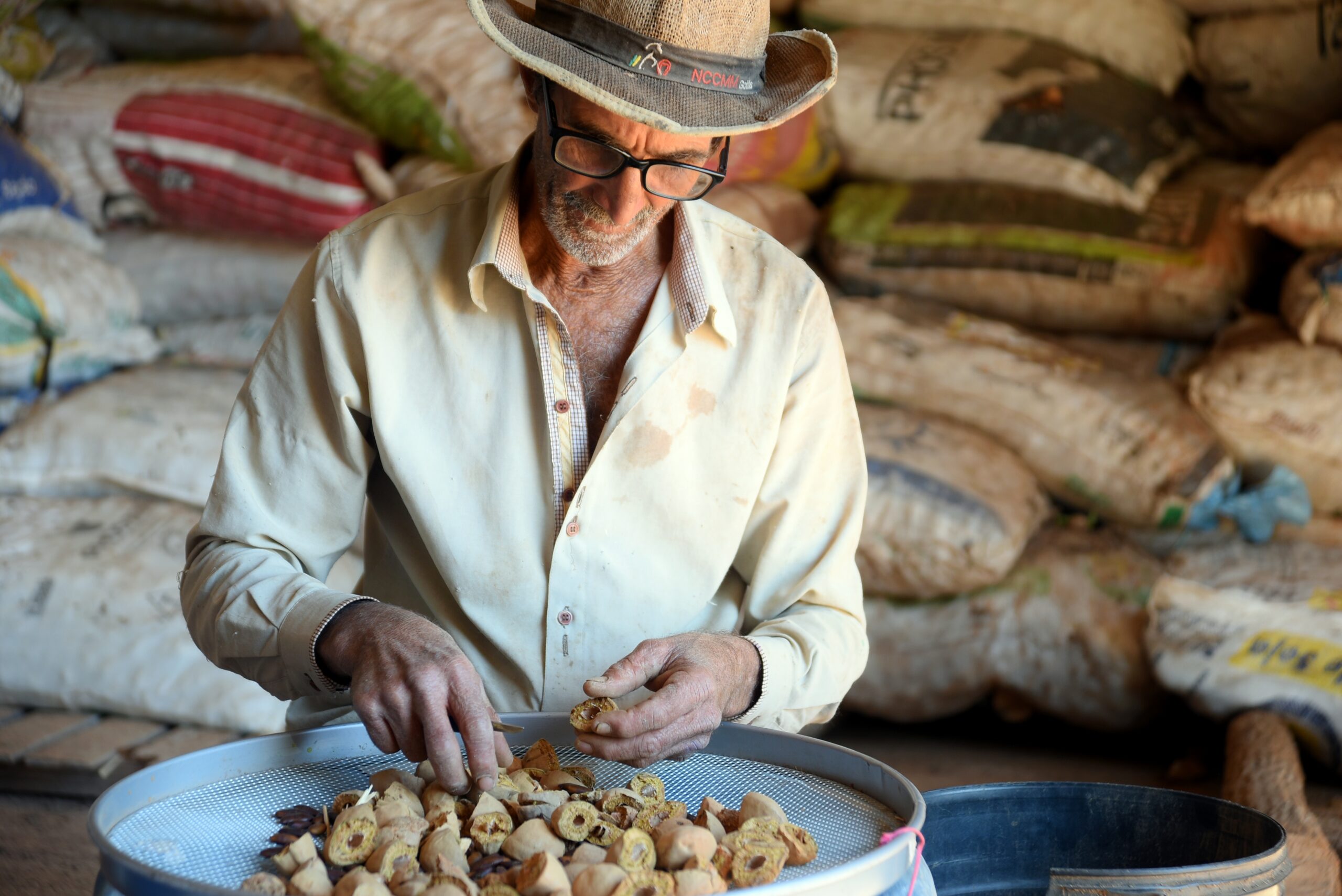 Brazilian Baru Almonds Shown to Reshape Gut Bacteria and Improve ...