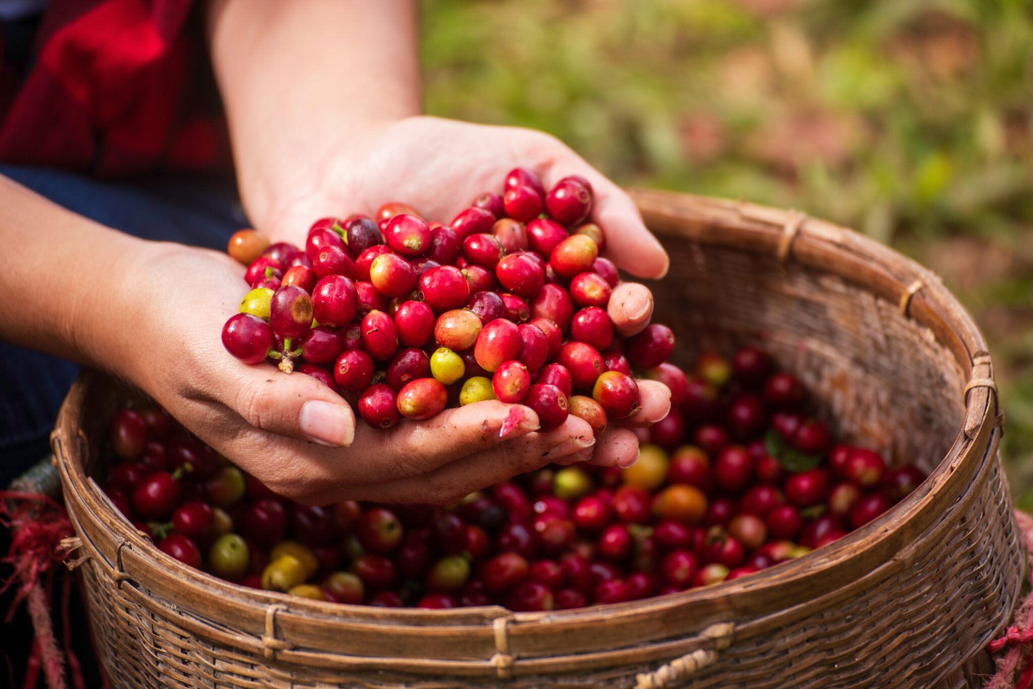 Decaffeinated Coffee Cherry Extract Shows Measurable Cognitive Gains in ...