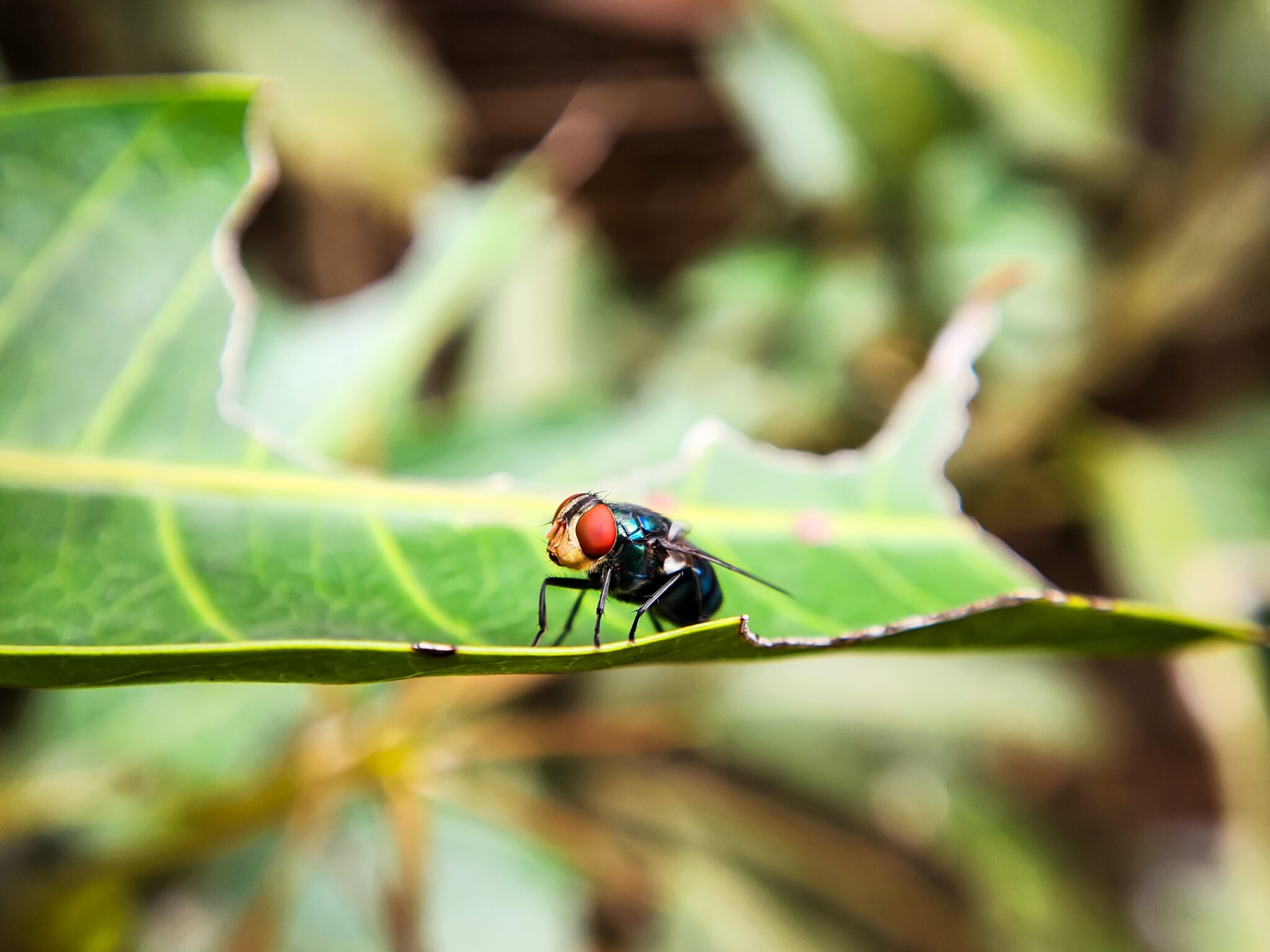 CDC Warns of Flesh-Eating Screwworm Fly as Outbreak Advances Toward U.S ...