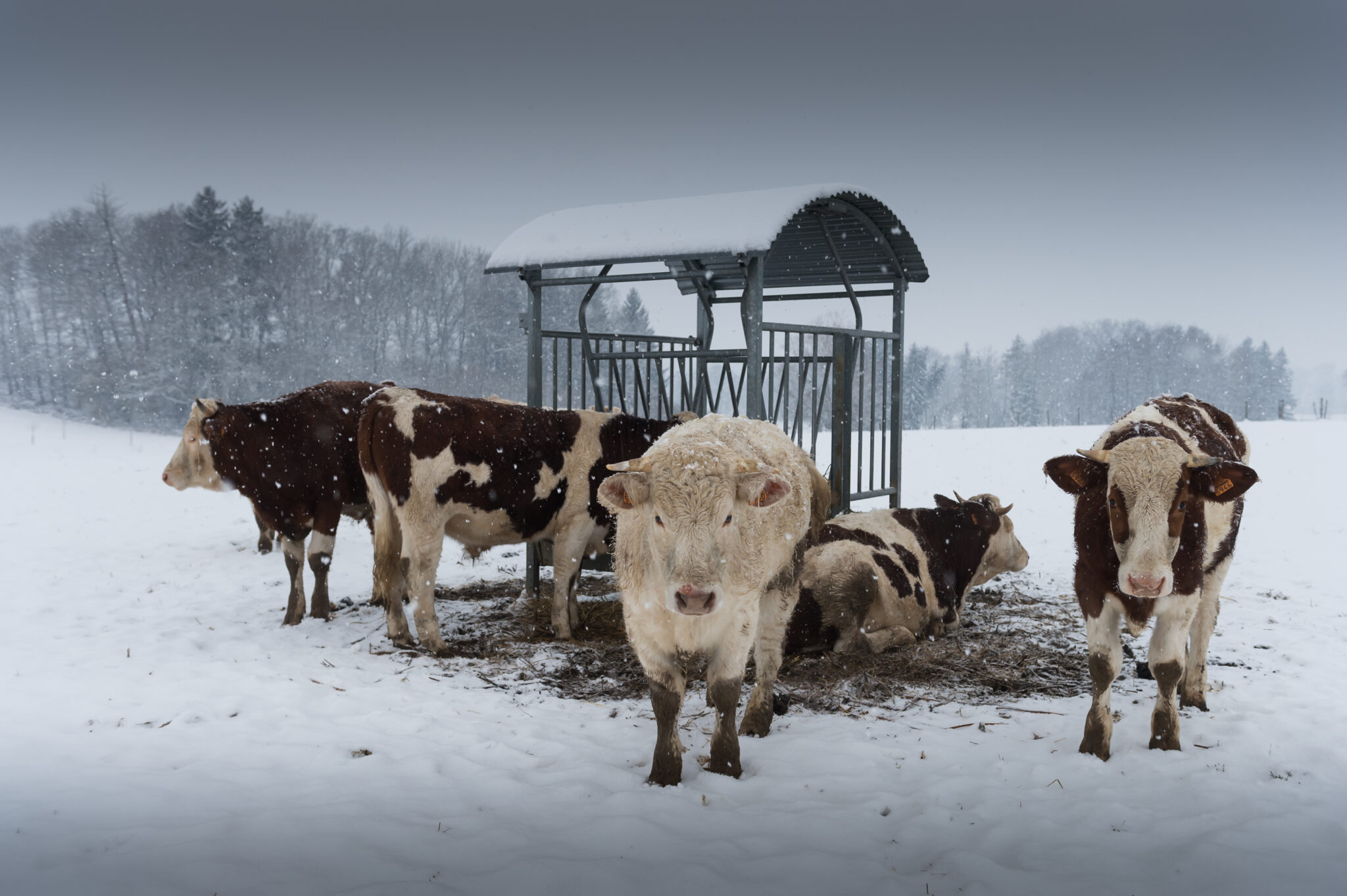 When Systems Fail, Animals Suffer First: How to Shelter Pets and ...