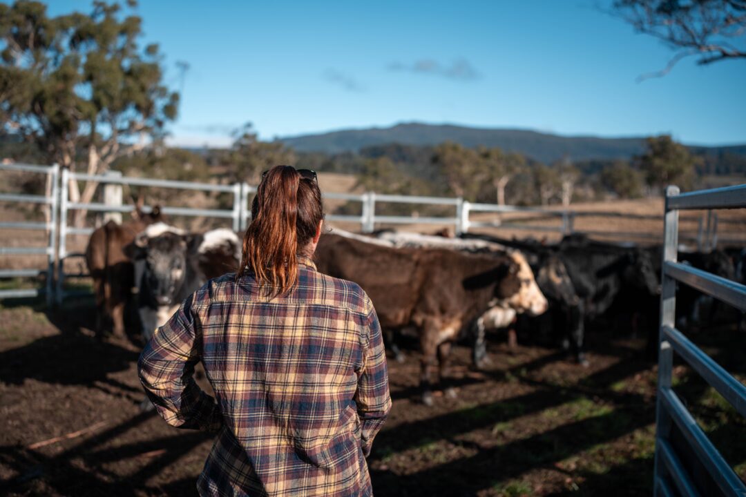 Ranchers Face Rising Costs as Beef Prices Climb and Consumers Pull Back ...