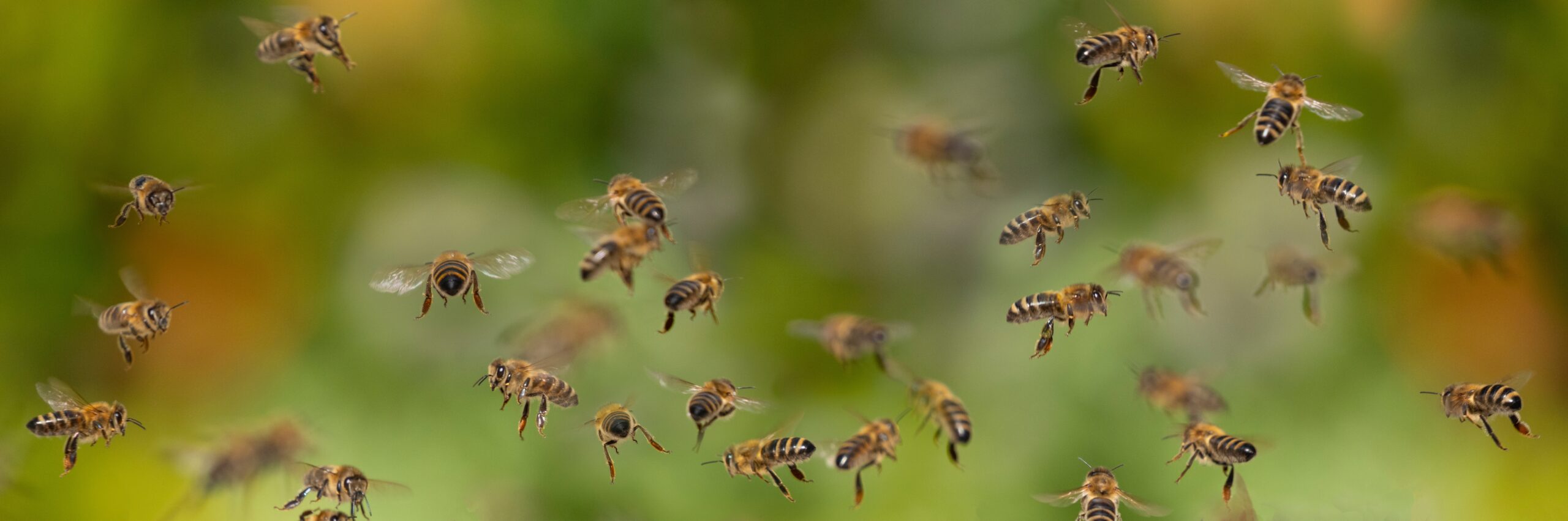 Drone Study Reveals Honeybees Navigate With Highly Precise, Individual ...
