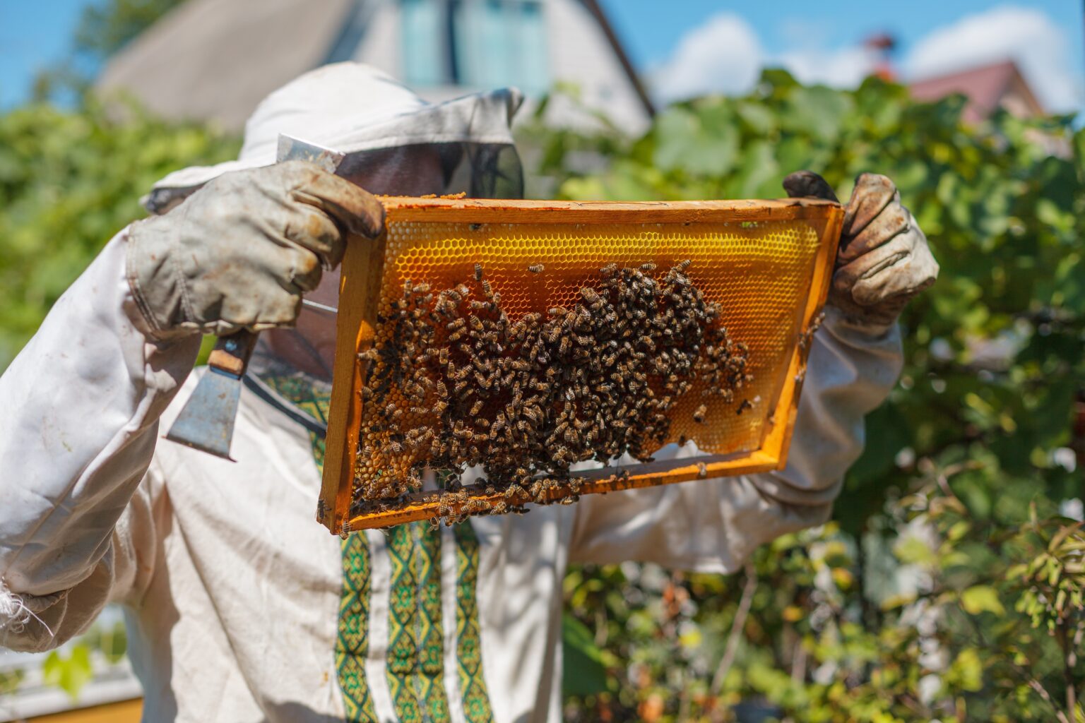 Bee Apocalypse: U.S. Beekeepers Report 70-100% Colony Collapse in 2025 ...