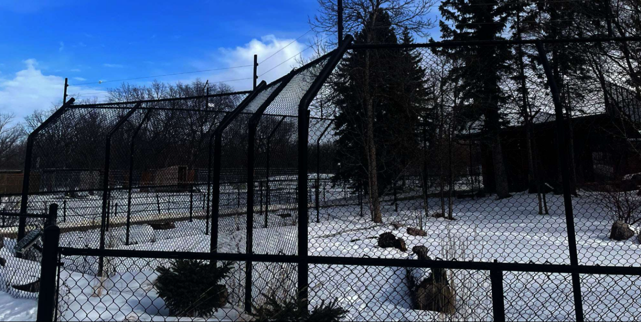 Toddler Injured After Entering Restricted Area Near Wolf Enclosure at ...