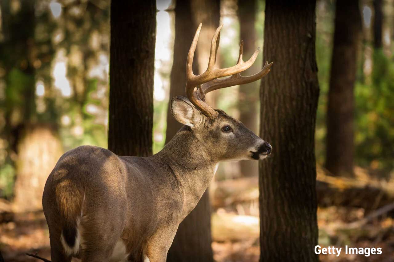 Pennsylvania Game Commission Approves Final 2026-27 Hunting Seasons and ...