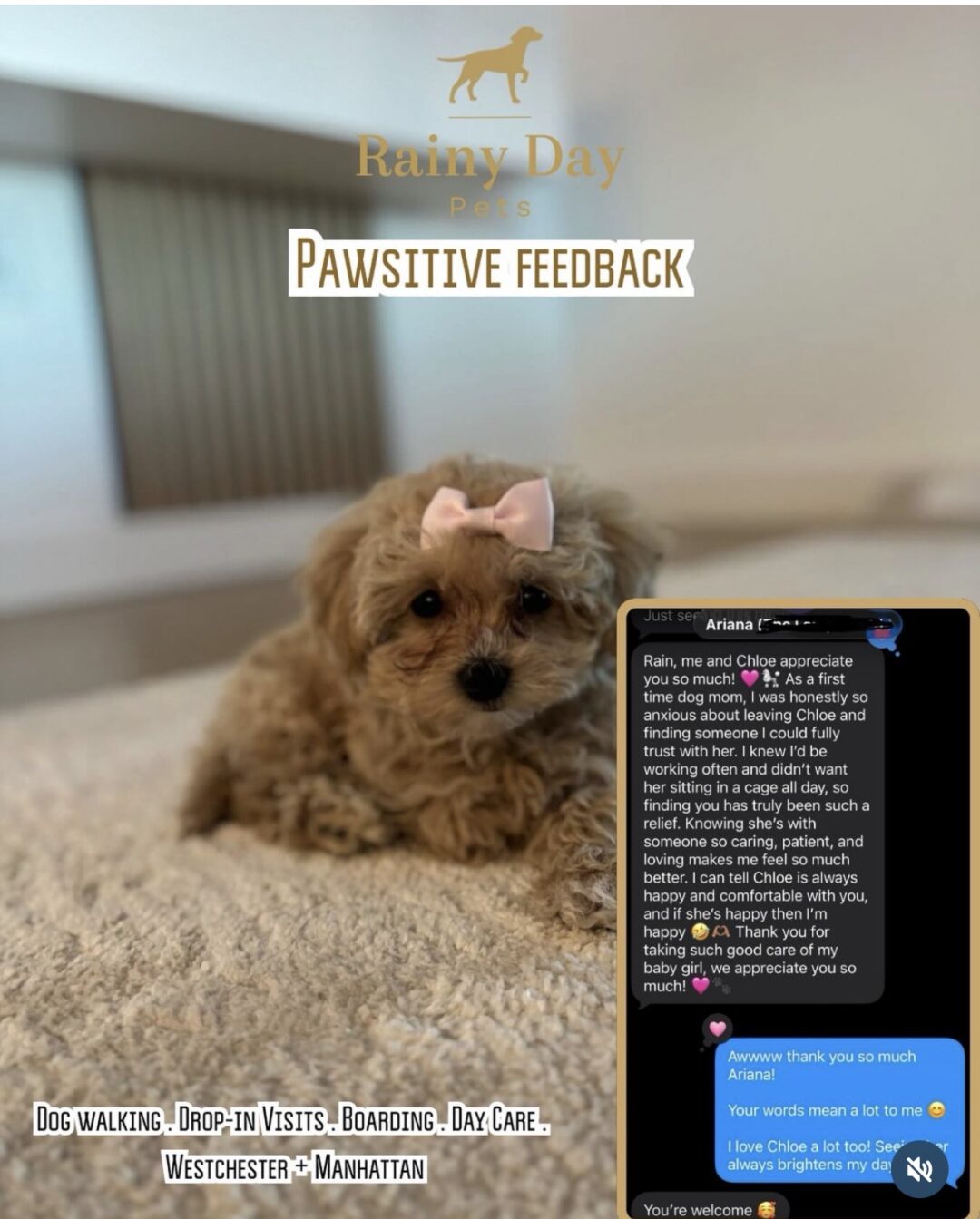 Rainy Day Pets Brings Boutique, Home-Style Dog Care to the Community ...