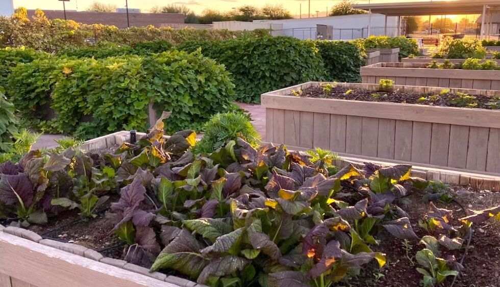 North Las Vegas Urban Farm Expands Free Produce Program as Demand Grows ...