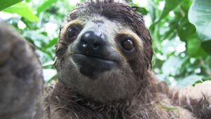More Than 55 Sloths Dead, Criminal Investigation Underway in Florida ...