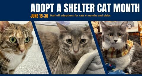 Henderson Animal Protection Services To Offer Half-off Cat Adoptions in ...