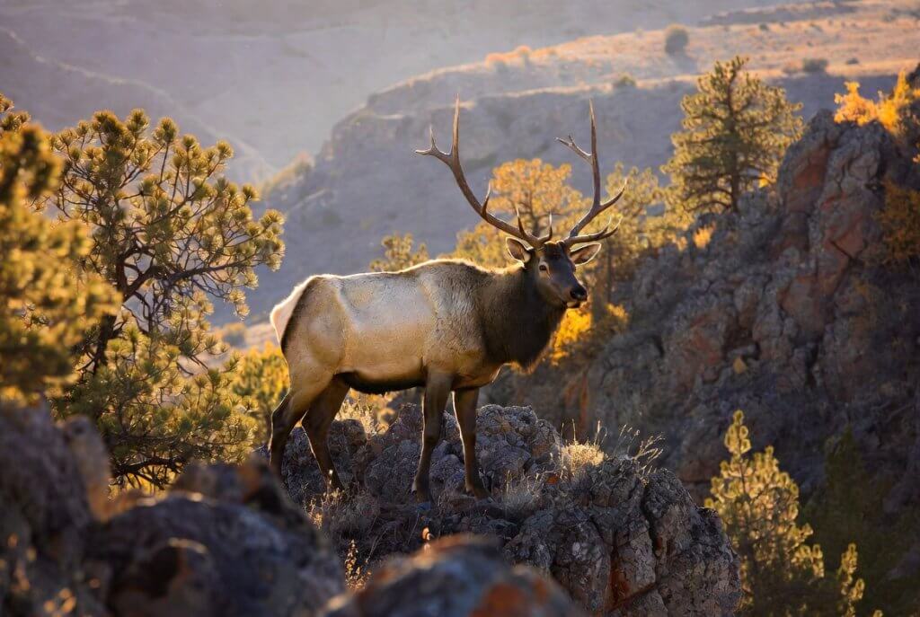 Nebraska Game and Parks Commission Approves 2026 Big Game Hunting ...