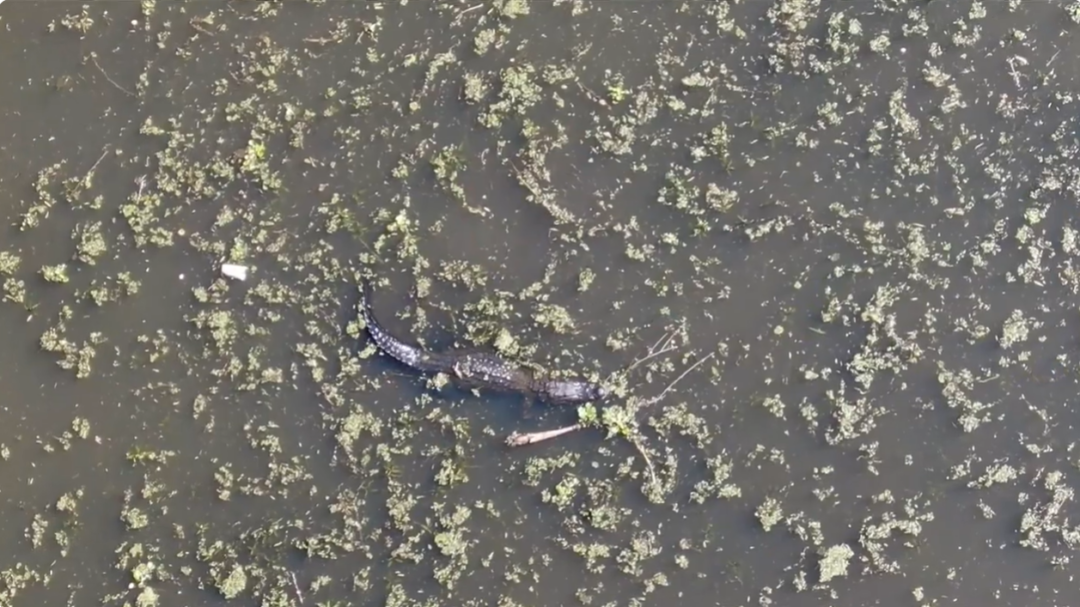 Louisiana Suspect Attacked by Alligator During Dramatic Police Chase ...