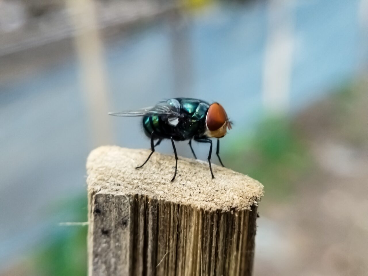 Flesh-Eating Screwworm Flies Near U.S. Border Raise Alarm In Texas ...