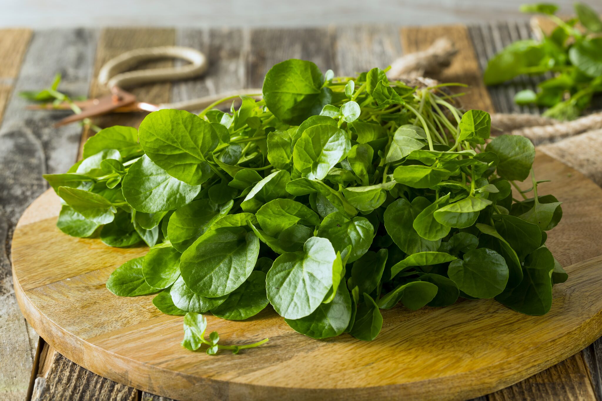 CDC-Ranked Watercress Offers High Nutrient Density at a Low Grocery ...