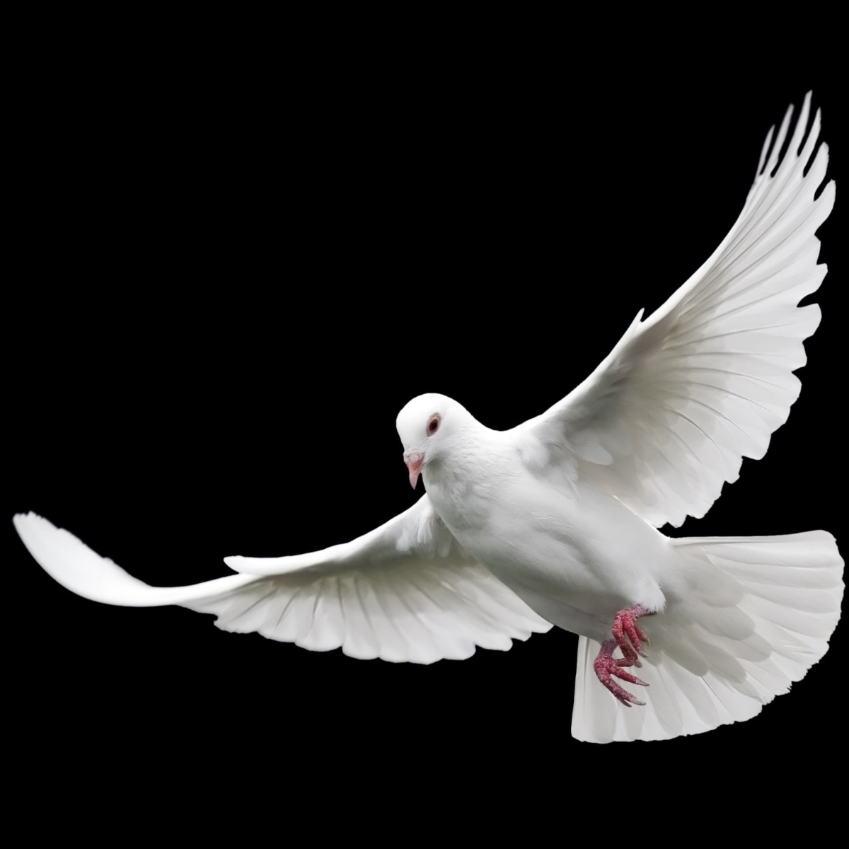 The Third Watch: His Wings – [your]NEWS